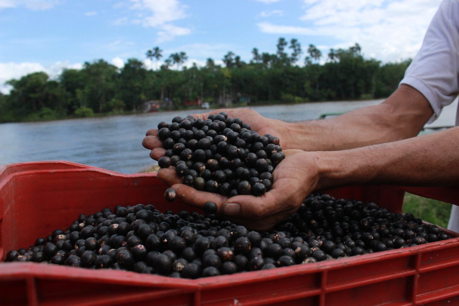 Produtor do ES conquista mercado ao transformar caroço de açaí em ...
