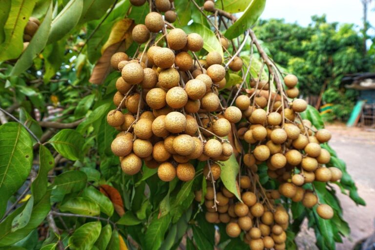 Pitomba: conheça os benefícios e a origem da fruta - ABRAFRUTAS